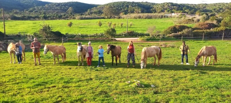 Lagos: A walk with a rescued horse at the sanctuary - An Authentic Encounter with Rescued Horses