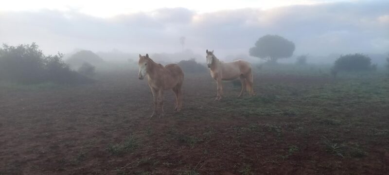 Lagos: A walk with a rescued horse at the sanctuary - Authentic Stories and Genuine Connection