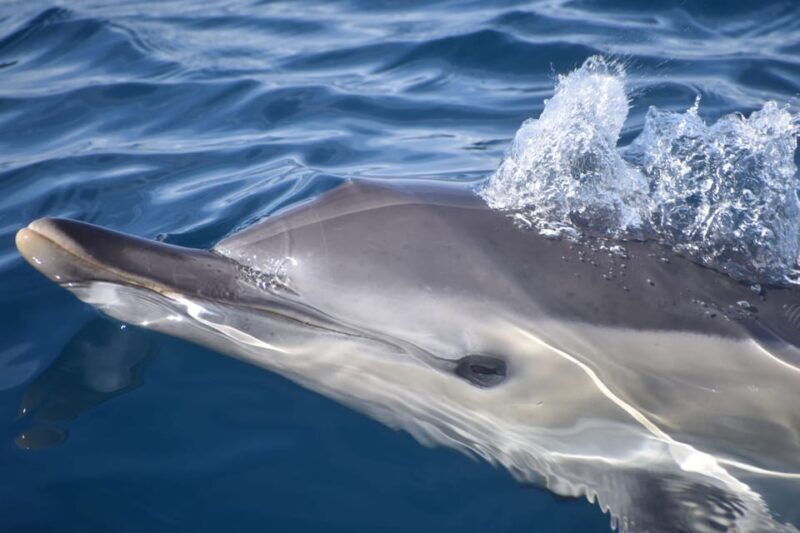 Lagos: Dolphin & Benagil Tour with Marine Biologist - An In-Depth Look at the Lagos Dolphin & Benagil Tour