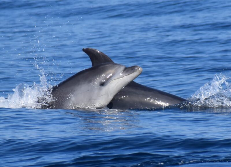 Lagos: Dolphin & Benagil Tour with Marine Biologist - The Sum Up