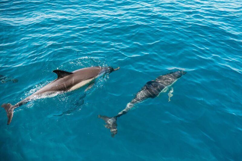 Lagos: Dolphin Watch Tour with Professional Marine Biologist - Key Points
