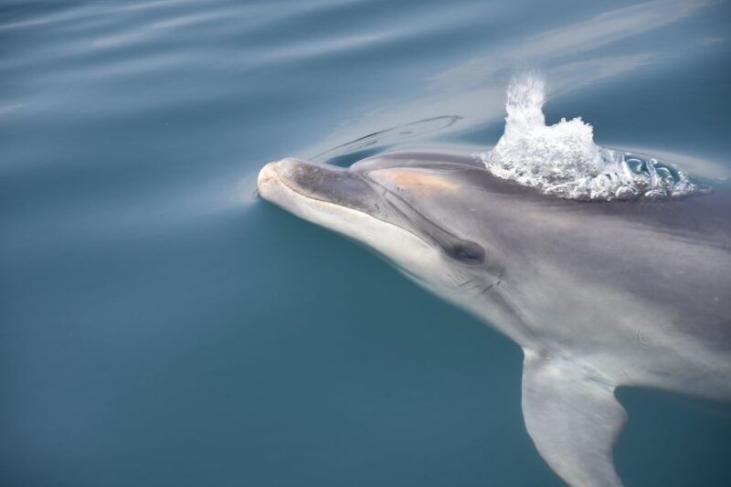 Lagos: Dolphin Watch Tour with Professional Marine Biologist - Pricing & Value
