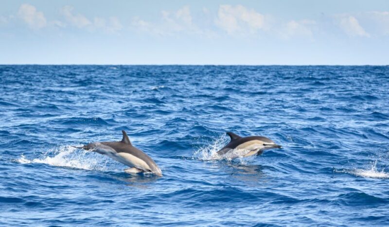 Lagos: Dolphin Watching Half-Day Cruise & Water Activities - The Itinerary: A Closer Look at What You Can Expect