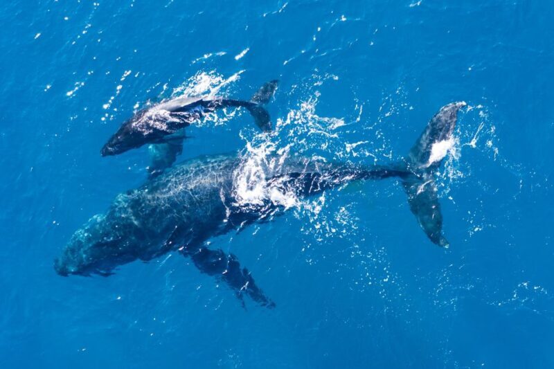 Lagos: Dolphin Watching Half-Day Cruise & Water Activities - The Practicalities: Booking, Timing, and Tips