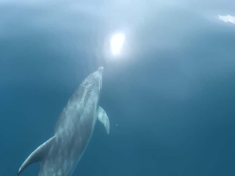 Lagos: Dolphin Watching Tour - Key Points