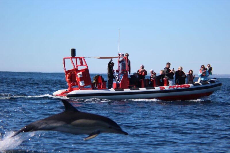 Lagos: Dolphin Watching with Professional Marine Biologists - A Deep Dive Into the Dolphin Watching Adventure