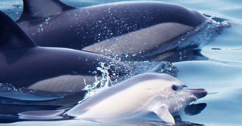 Lagos: Dolphin Watching with Professional Marine Biologists - Final Thoughts