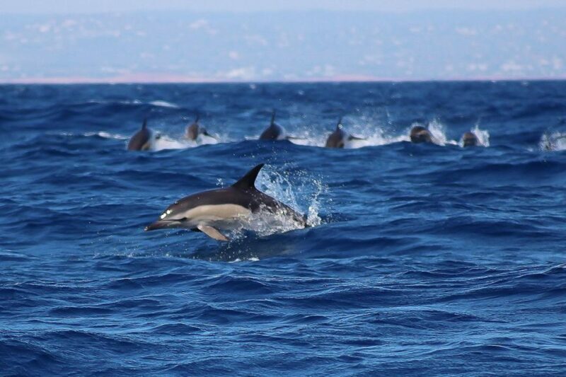 Lagos: Dolphin Watching with Professional Marine Biologists - Frequently Asked Questions