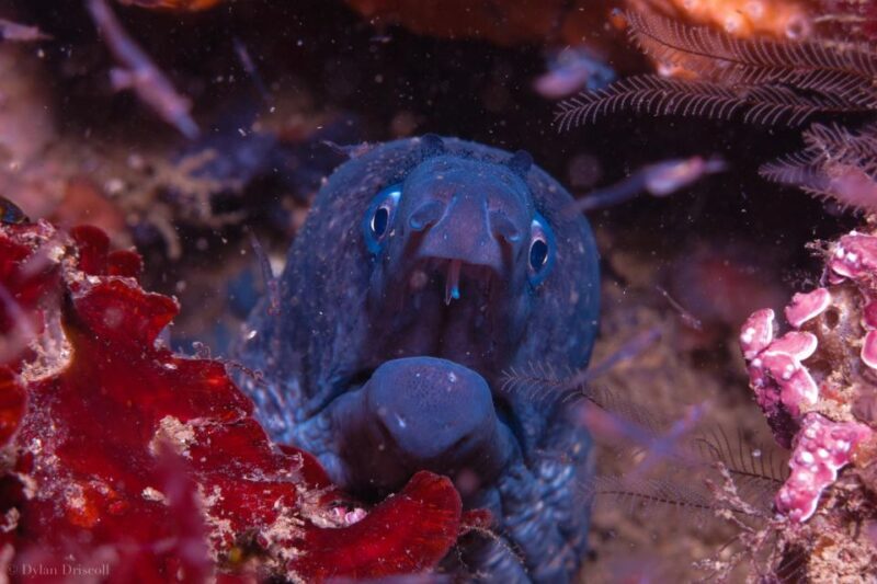 Lagos: Guided Scuba Diving Trip for Beginners - An In-Depth Look at the Lagos Beginner Scuba Tour