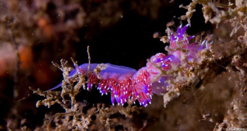 Lagos: Guided Scuba Diving Trip for Beginners - Frequently Asked Questions