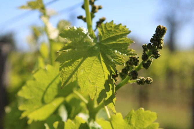 Lagos, Portimão & Carvoeiro: Wine Tasting, Tapas & Music Tour - FAQ: Your Practical Questions Answered