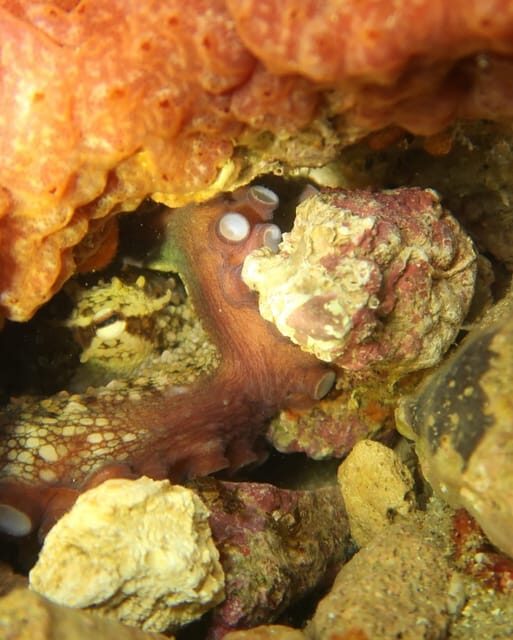 Lagos: Scuba Diving Experience for Beginners - An In-Depth Look at the Lagos Scuba Experience