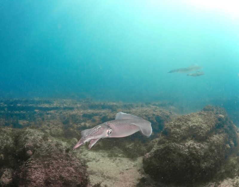 Lagos: Scuba Diving Experience for Beginners - Final Thoughts: Who Will Enjoy This?