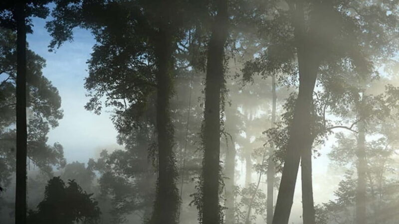 Lahad Datu: 3-Day Danum Valley Rainforest Adventure - A Closer Look at the Experience