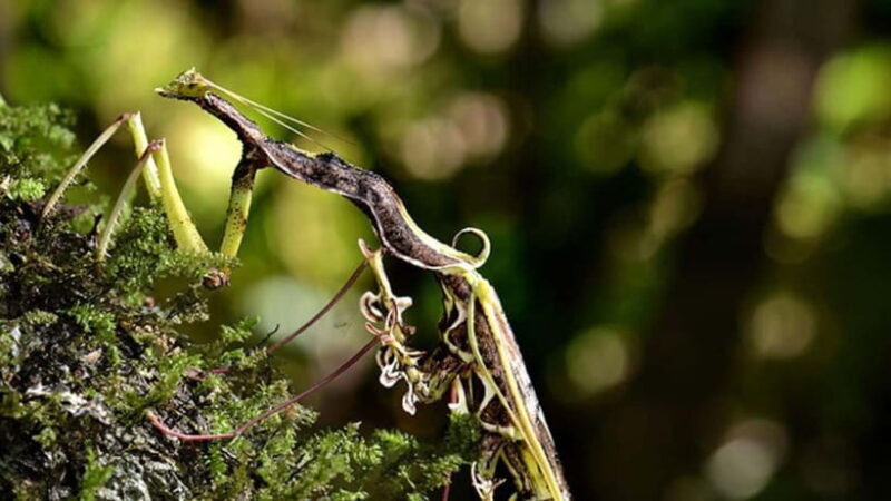 Lahad Datu: 3-Day Danum Valley Rainforest Adventure - Practical Tips for a Smooth Trip