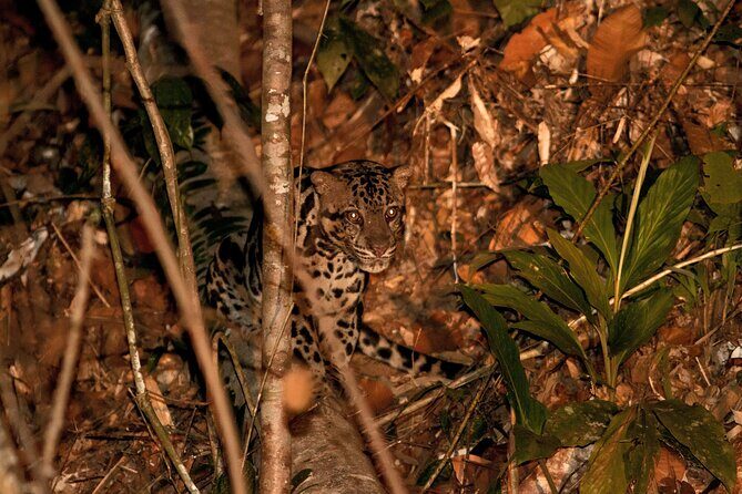 Lahad Datu: 3D2N Danum Valley Lost World Expedition with Transfer - Key Points