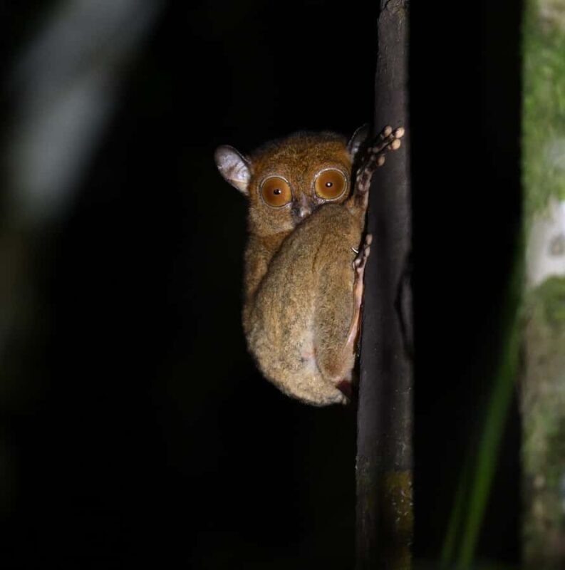 Lahad Datu: Danum Valley 3-Day Jungle Adventure with Guide - Night Safari: A Live Nature Documentary