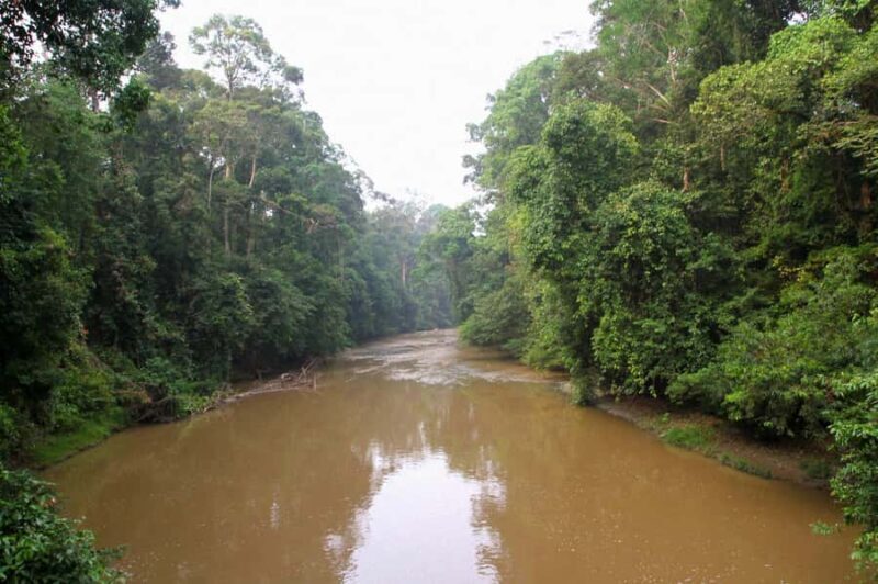 Lahad Datu: Danum Valley 3-Day Jungle Adventure with Guide - The Second Day: Deep into the Jungle