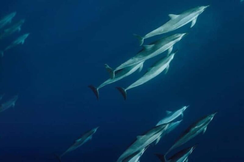 Lahaina: Humpback Whale Watching Cruise - An Honest Look at the Whale Watching Experience