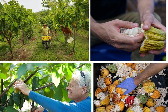 Lahaina: Maui Ku'ia Estate Guided Cacao Farm Tour and Tasting - What Do Travelers Say?