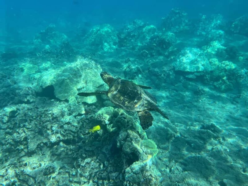 Lahaina: Olowalu Coral Reef Snorkeling Tour - The Itinerary: Breaking Down the Experience