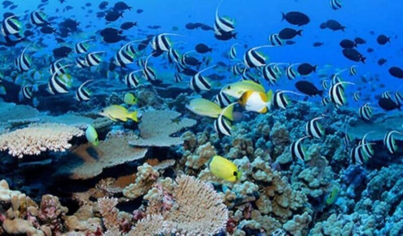 Lahaina: Small-Group Swim Lessons - FAQ