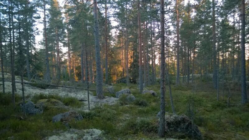 Lahti: Guided Hiking Tour to Kalliojärvi Lake - Exploring the Finnish Forests: A Detailed Look at the Lahti Guided Hiking Tour