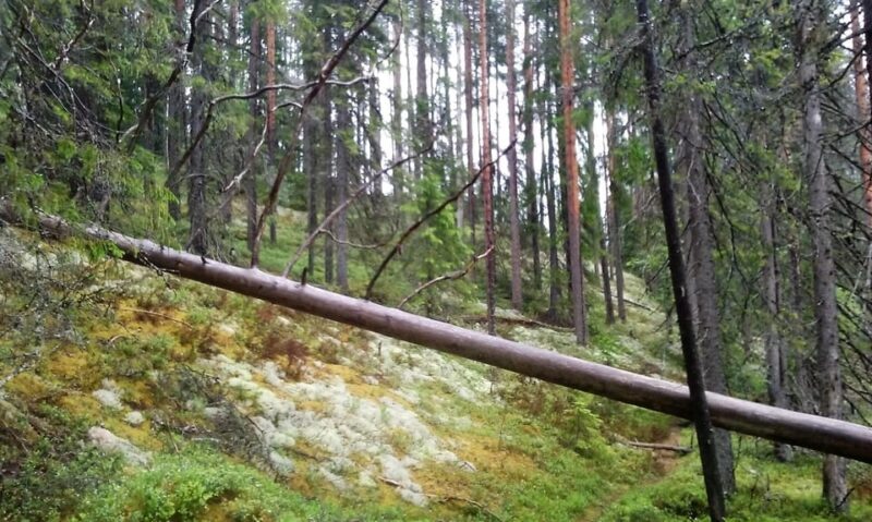 Lahti: Guided Hiking Tour to Kalliojärvi Lake - The Sum Up