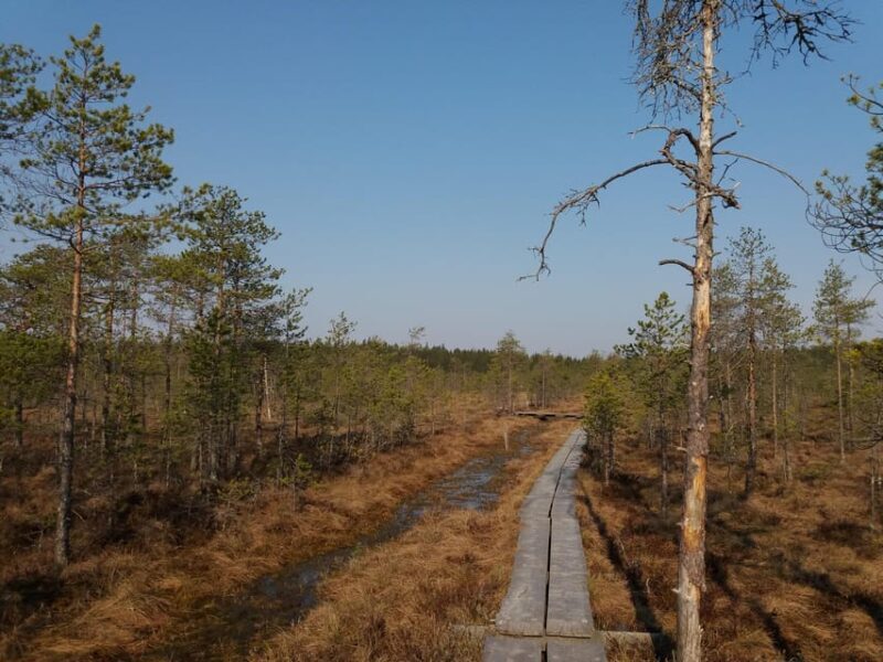 Lahti: Guided Nature Walk The Heart of The Swamp - Exploring Lahti’s Natural Tapestry