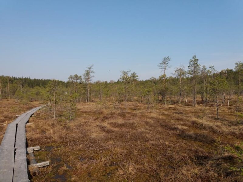 Lahti: Guided Nature Walk The Heart of The Swamp - The Cozy Snack & Warm Drink Break