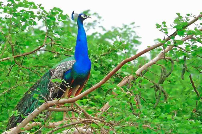 Lahugala Kitulana National Park Private Safari - Key Points