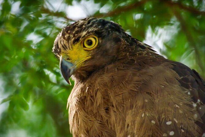 Lahugala Kitulana National Park Safari with Naturalist - Introduction