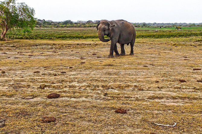 Lahugala Kitulana National Park Safari with Naturalist - Key Points