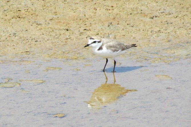 Laid-back birdwatching week - Who Should Consider This Trip?