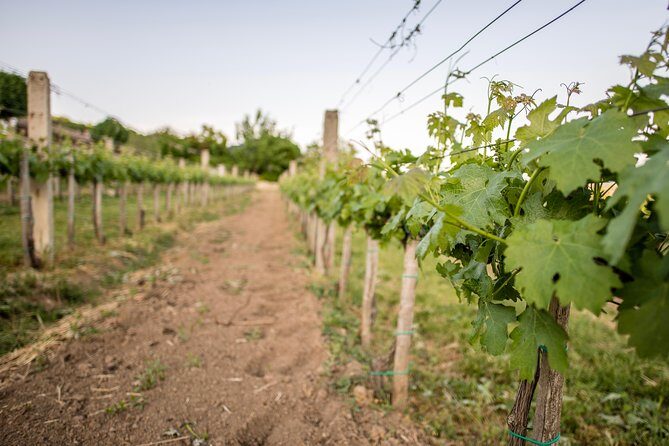 Lake Balaton Full Day Private Wine Tour - Who Will Love This Tour?