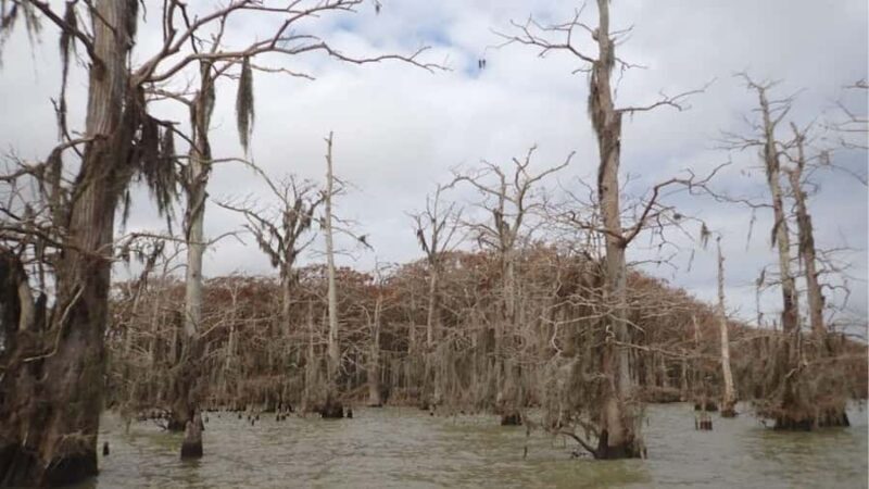 Lake Charlotte Flooded Cypress Forest | Eco Wonderland Tour - The Sum Up