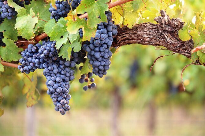 Lake Country Half Day Guided Wine Tour With 4 Wineries - The Value of This Tour