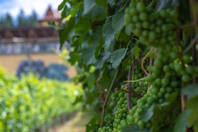 Lake Country Half Day Guided Wine Tour With 4 Wineries - Final Thoughts