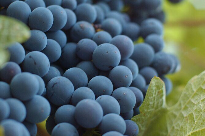 Lake Country Scenic Sip Wine Tour - 5 wineries on the tour - Final Thoughts: Is It Worth It?