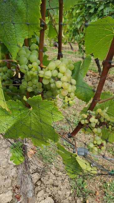 Lake Country Wine Tour (full day) - Transport and Timing: Why Comfort Matters