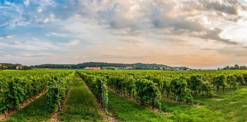 Lake Garda: Garda Hills Wine Tour and Tasting - An Introduction to the Garda Hills Wine Tour