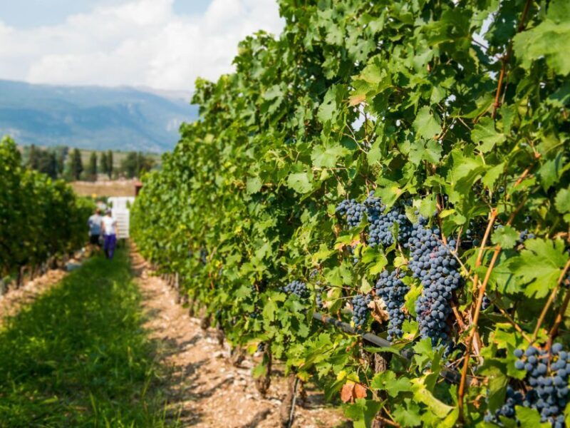 Lake Garda: Garda Hills Wine Tour and Tasting - Who Will Enjoy This Tour?