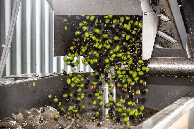 Lake Garda Olive Oil Tour and Tasting Experience - The Sum Up
