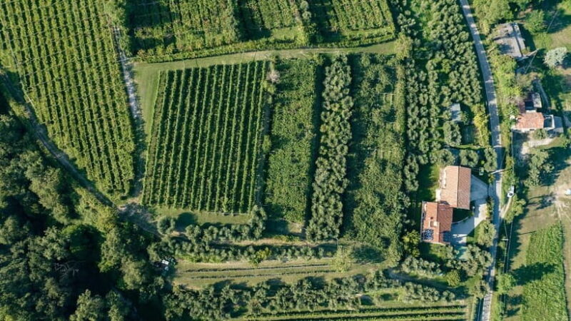 Lake Garda: Tour with 4 Olive Oil Tasting & Local Food - Key Points: