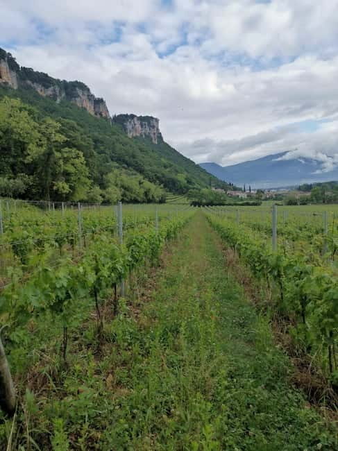 LAKE GARDA: VINEYARD AND WINERY TOURS - Authenticity and Value