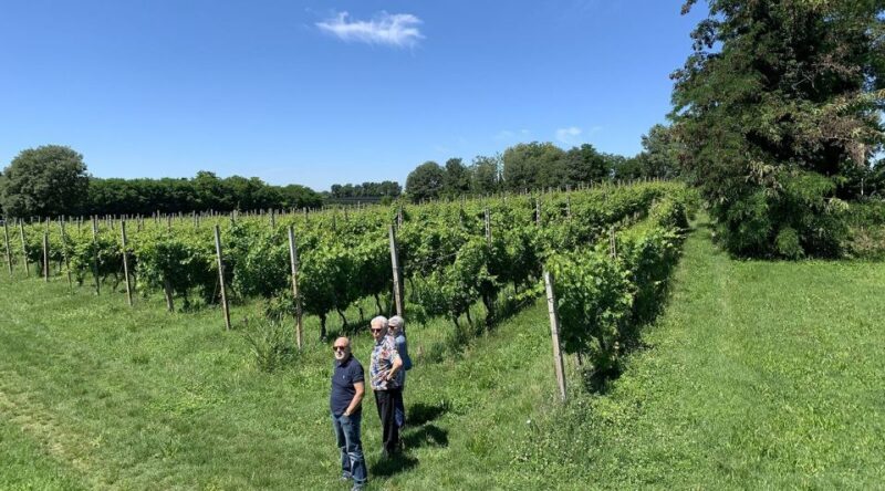 Lake Garda: Vineyards Tour and Wine Tasting - Authenticity and Intimate Experience