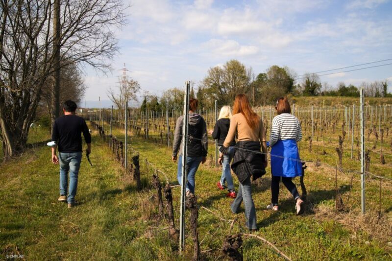 Lake Garda: Vineyards Tour and Wine Tasting - Who’s This Tour Best For?