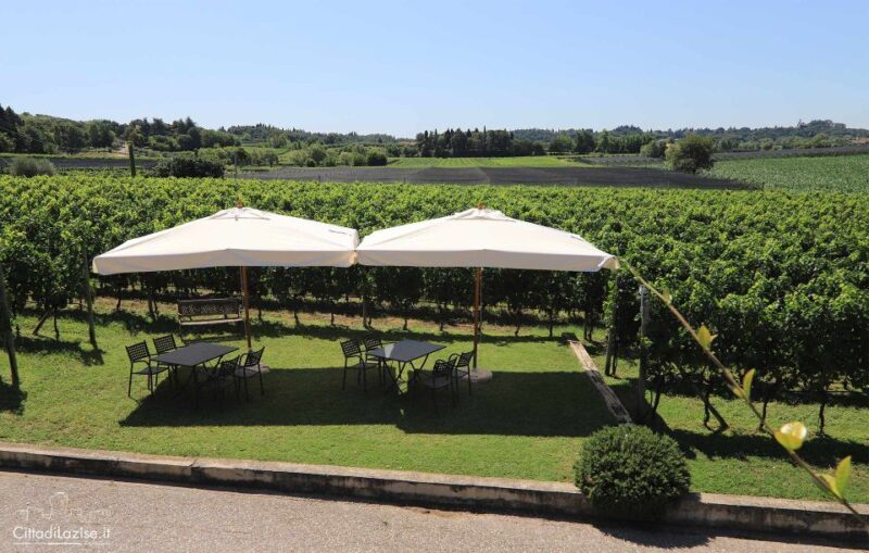 Lake Garda: Wine and Food Tastings in the Vineyards - Guest Feedback: Real Perspectives