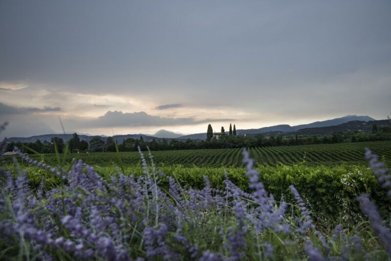 Lake Garda: Wine Tour and Tasting Experience in Bardolino - Practical Details and What You Should Know