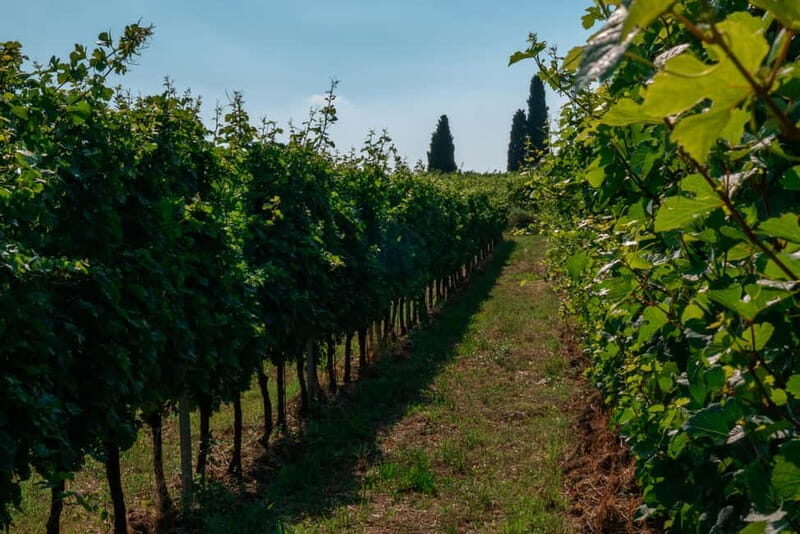 Lake Garda: Winery Tour & Wine Tasting with Local Delicacies - What Makes This Tour Stand Out?